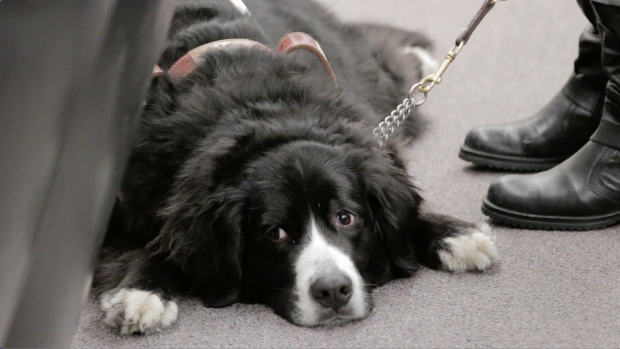 Meet Louise & Mr. Fig - Making The Impossible Possible